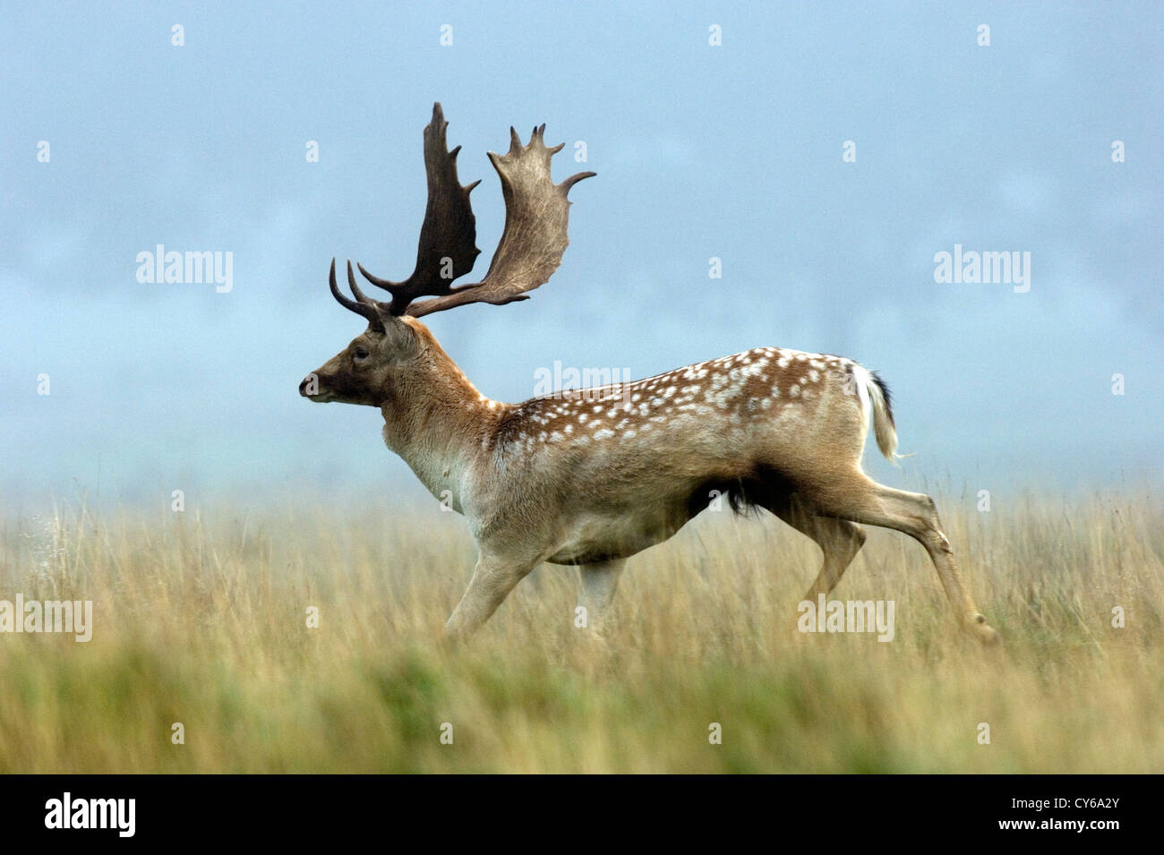 Fallow deer (Cervus dama Stock Photo - Alamy