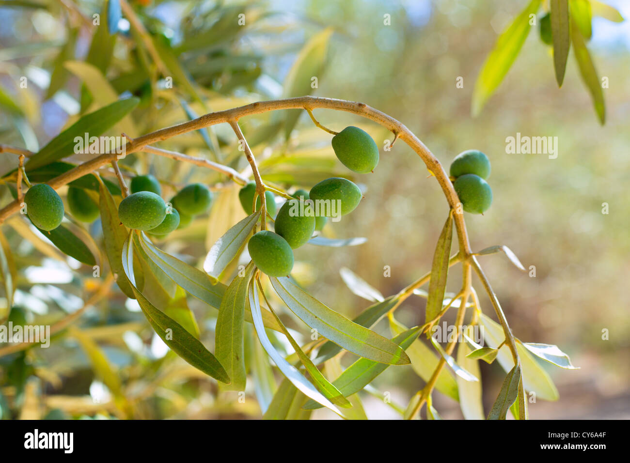 Detail of olive tree with green olives fruit in Mediterranean spain ...