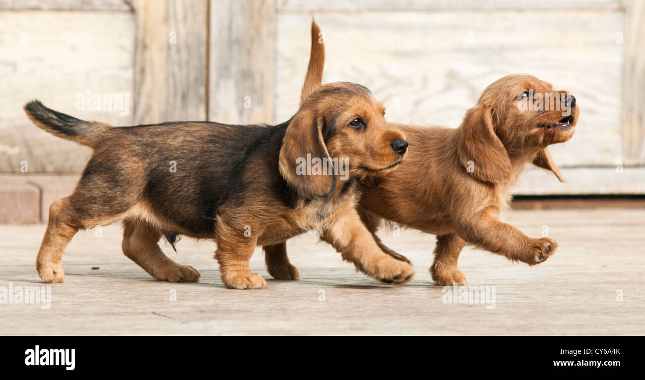 Two young hound puppies striding out together Stock Photo - Alamy