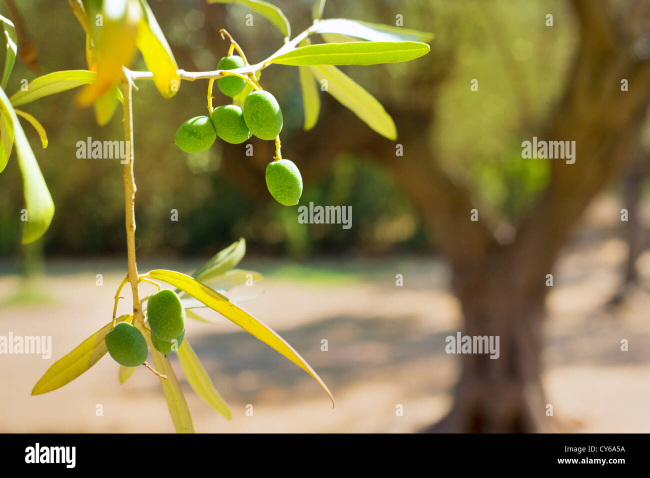 Detail of olive tree with green olives fruit in Mediterranean spain ...