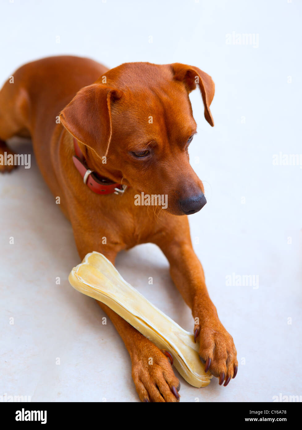 Dog eat tooth hi-res stock photography and images - Alamy