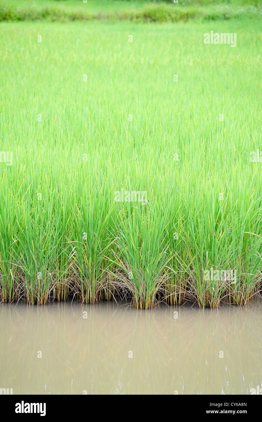 Green rice farm Stock Photo - Alamy
