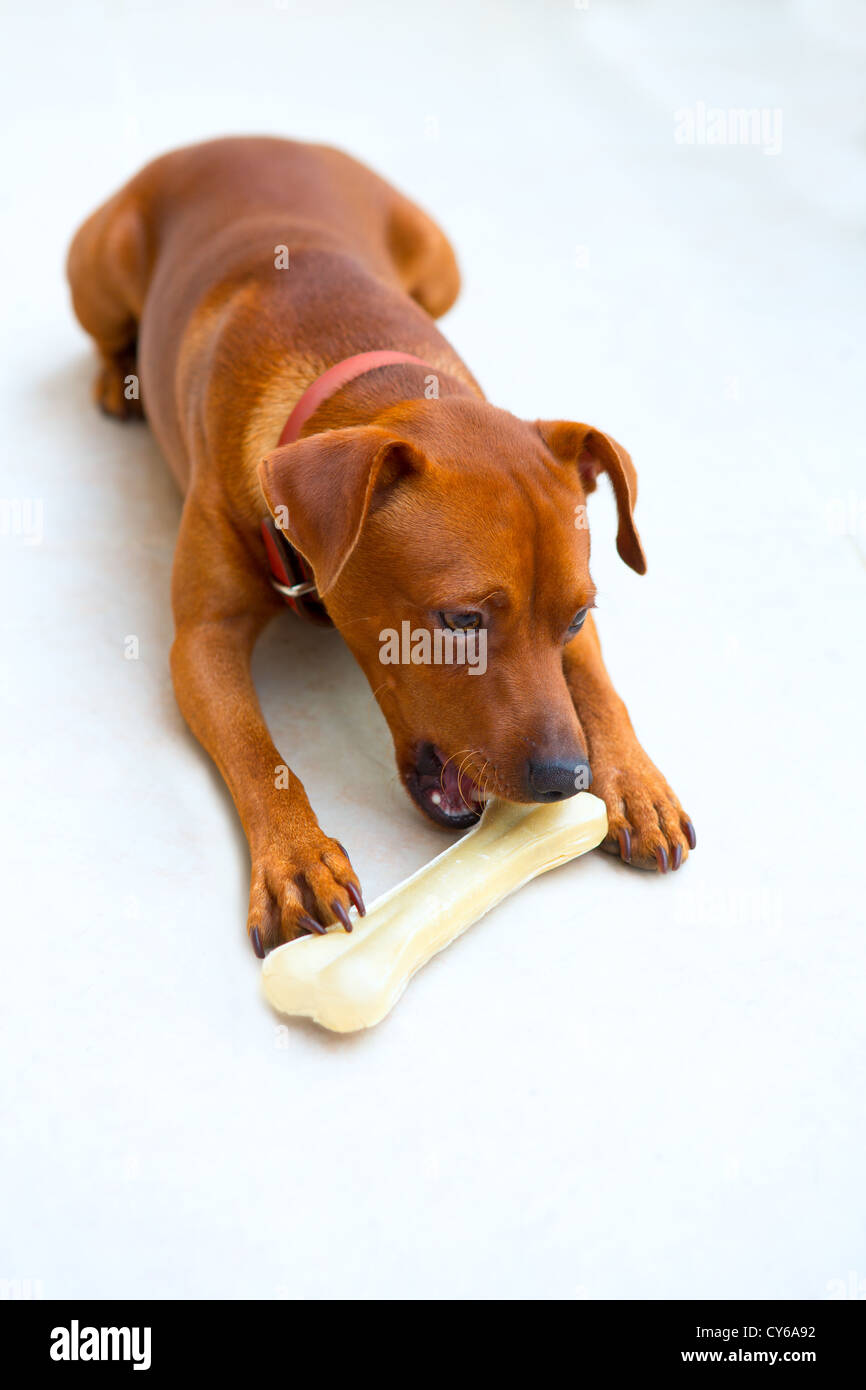 Dog Eating A Bone High Resolution Stock Photography and Images - Alamy