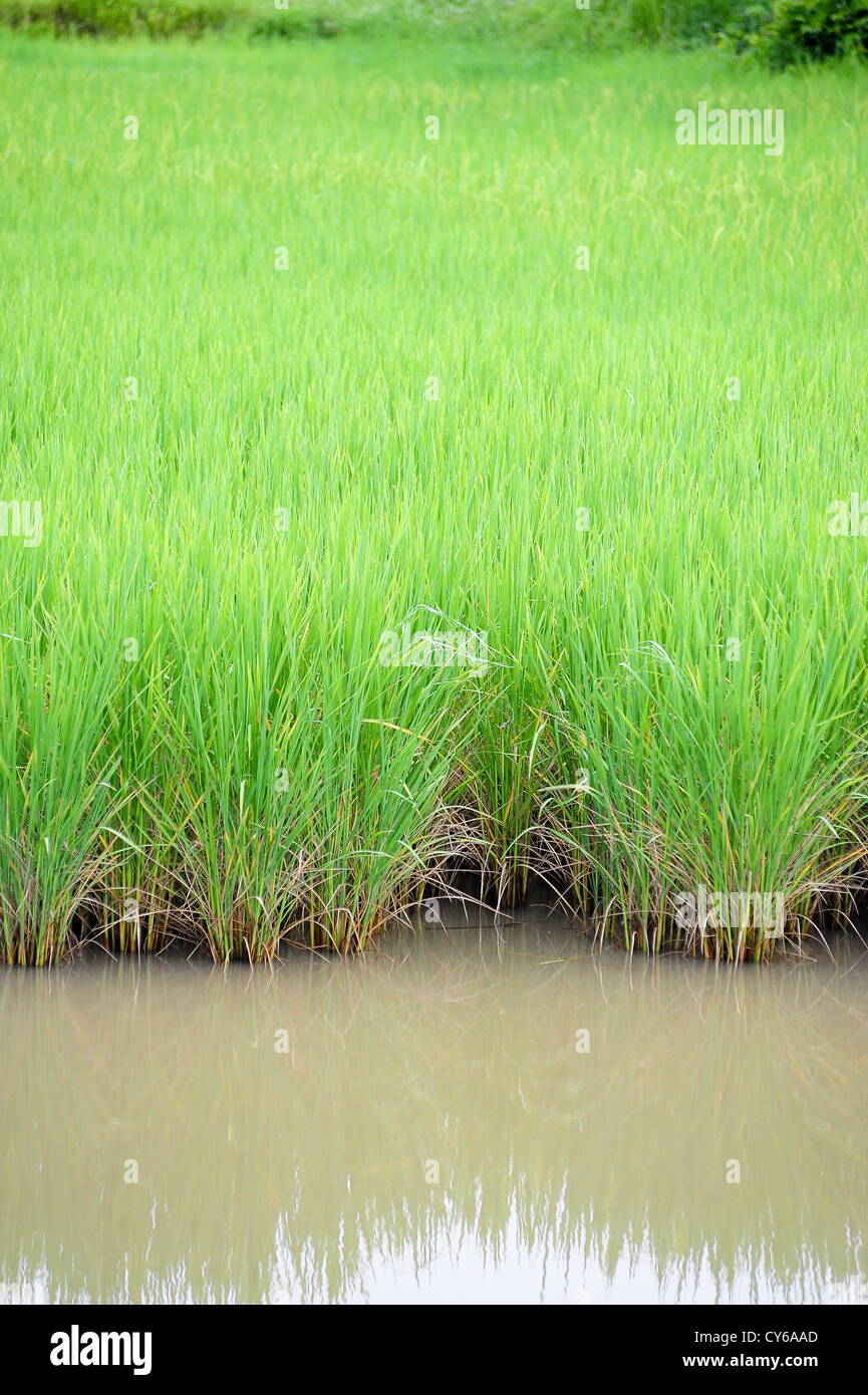 Green rice farm Stock Photo - Alamy