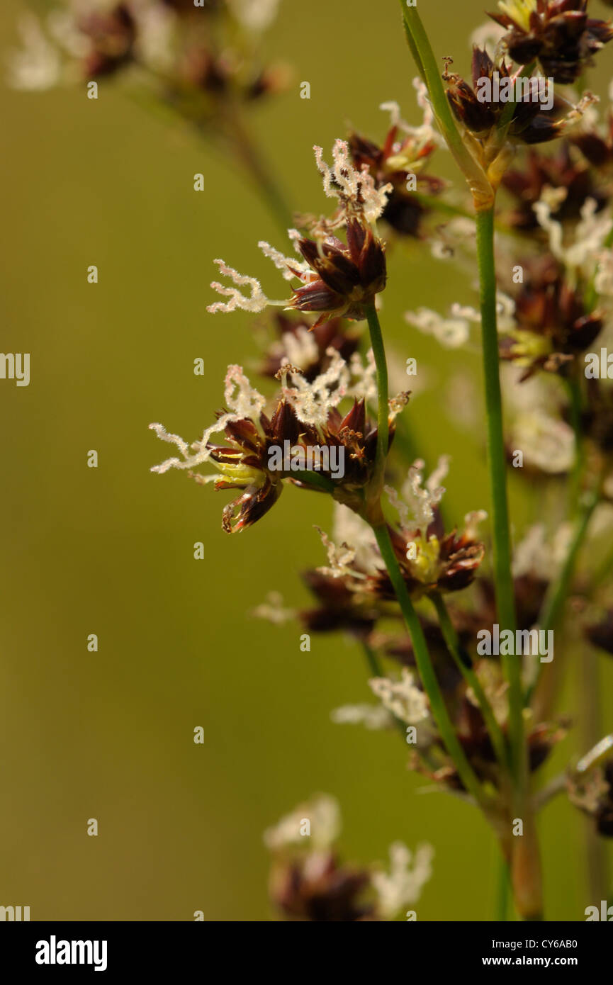 Jointed Rush, Juncus articulatus, flowers showing stigmas Stock Photo ...