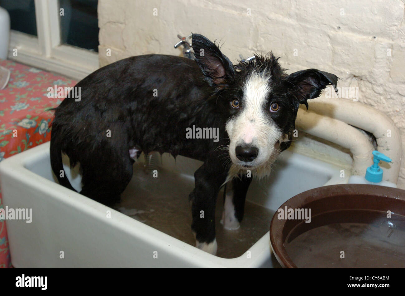 Dog wash hi-res stock photography and images - Alamy