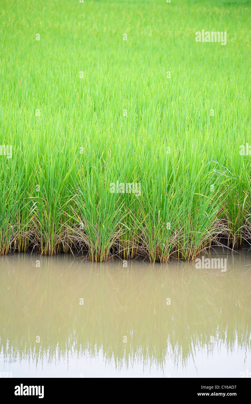 Farm agriculture crop cultivation hi-res stock photography and images ...