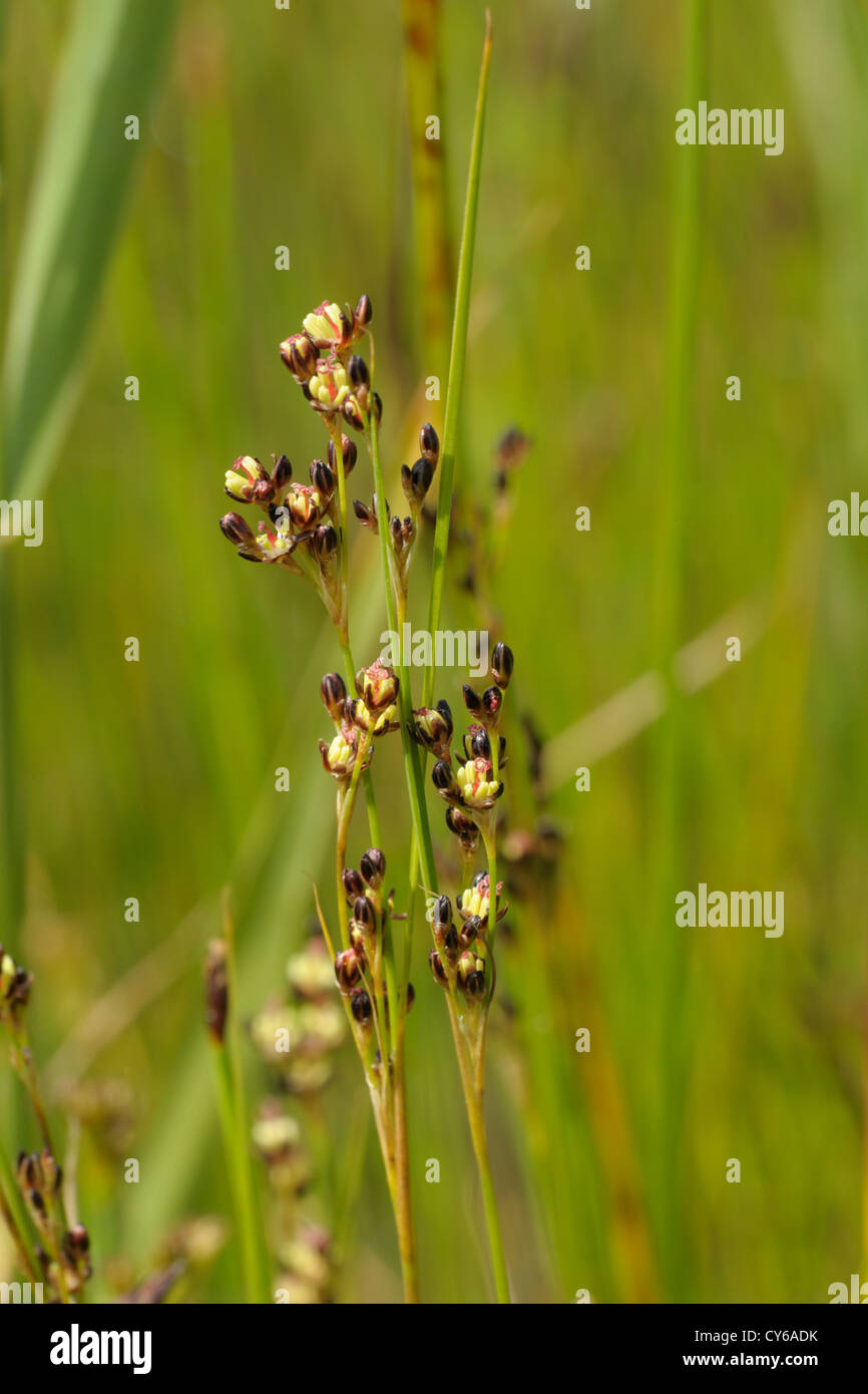 Saltmarsh Rush, Juncus gerardii Stock Photo - Alamy