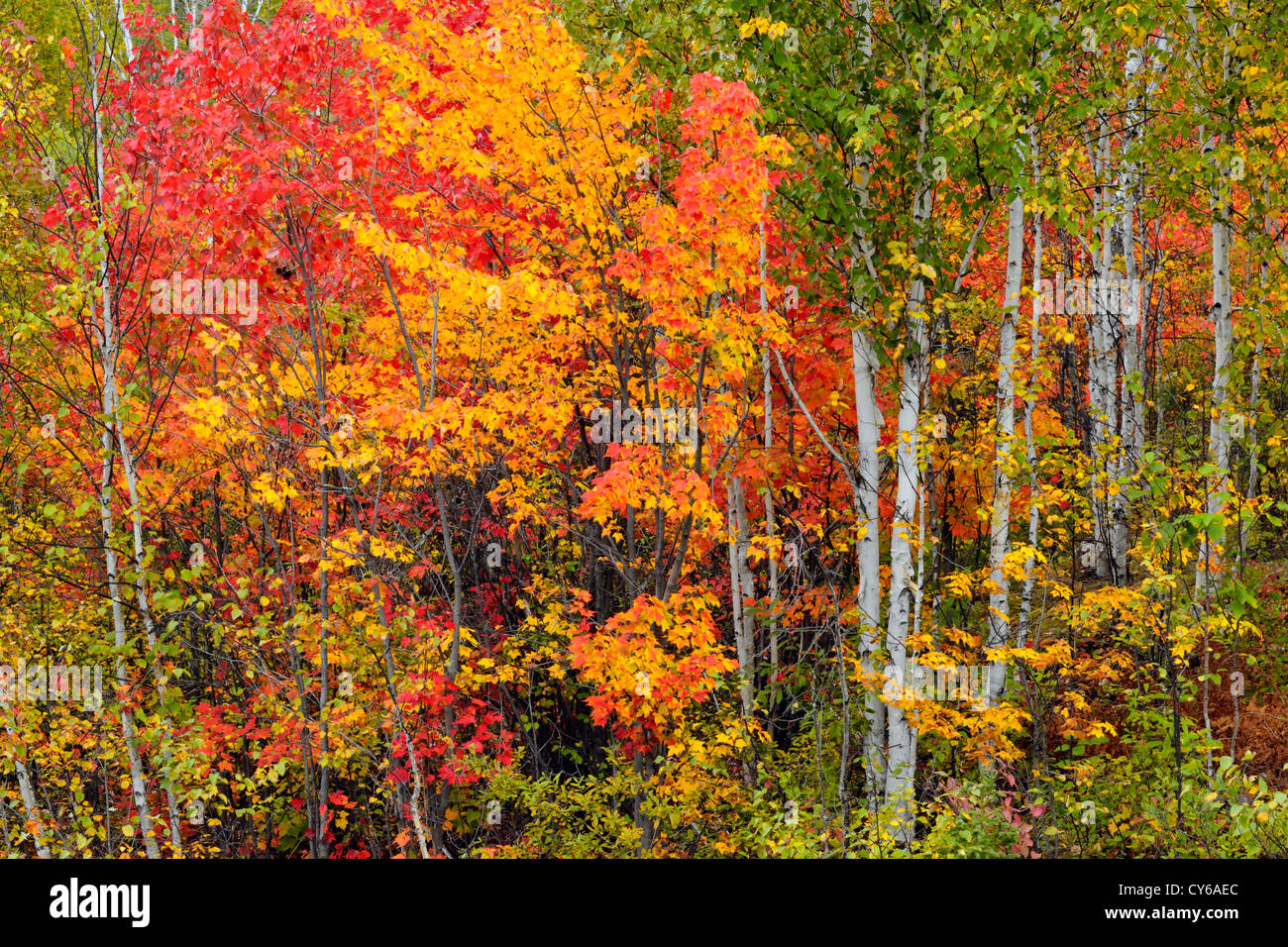 Trees with fall colour hi-res stock photography and images - Alamy