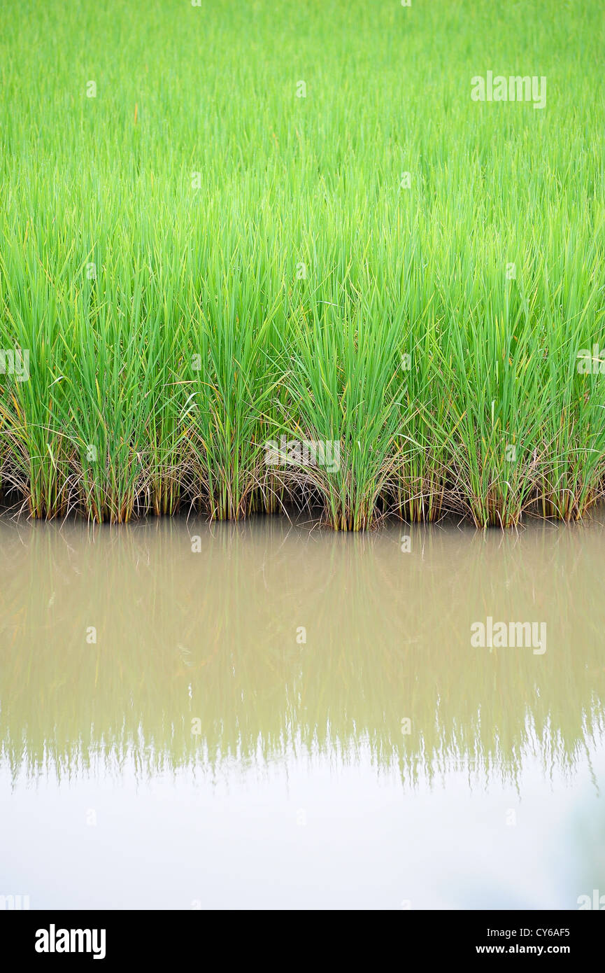 Green field rice cultivation farm hi-res stock photography and images ...
