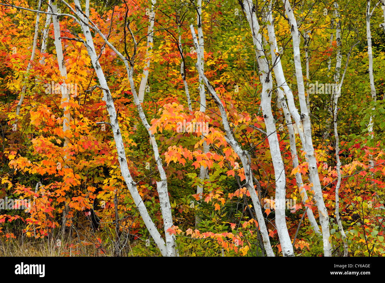 Birch and maple trees with fall colour, Greater Sudbury, Ontario ...