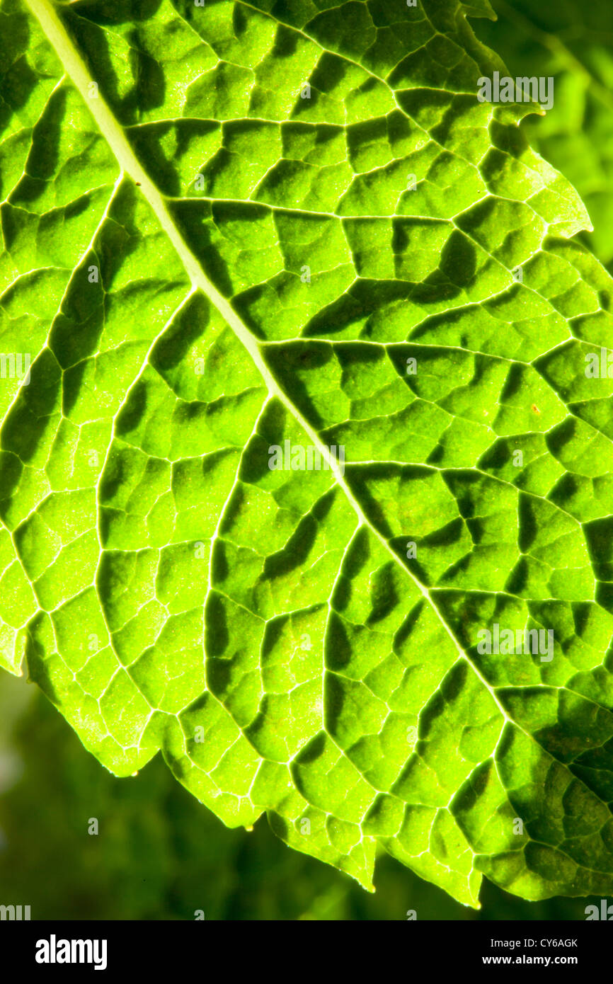 Minty colour hi-res stock photography and images - Alamy