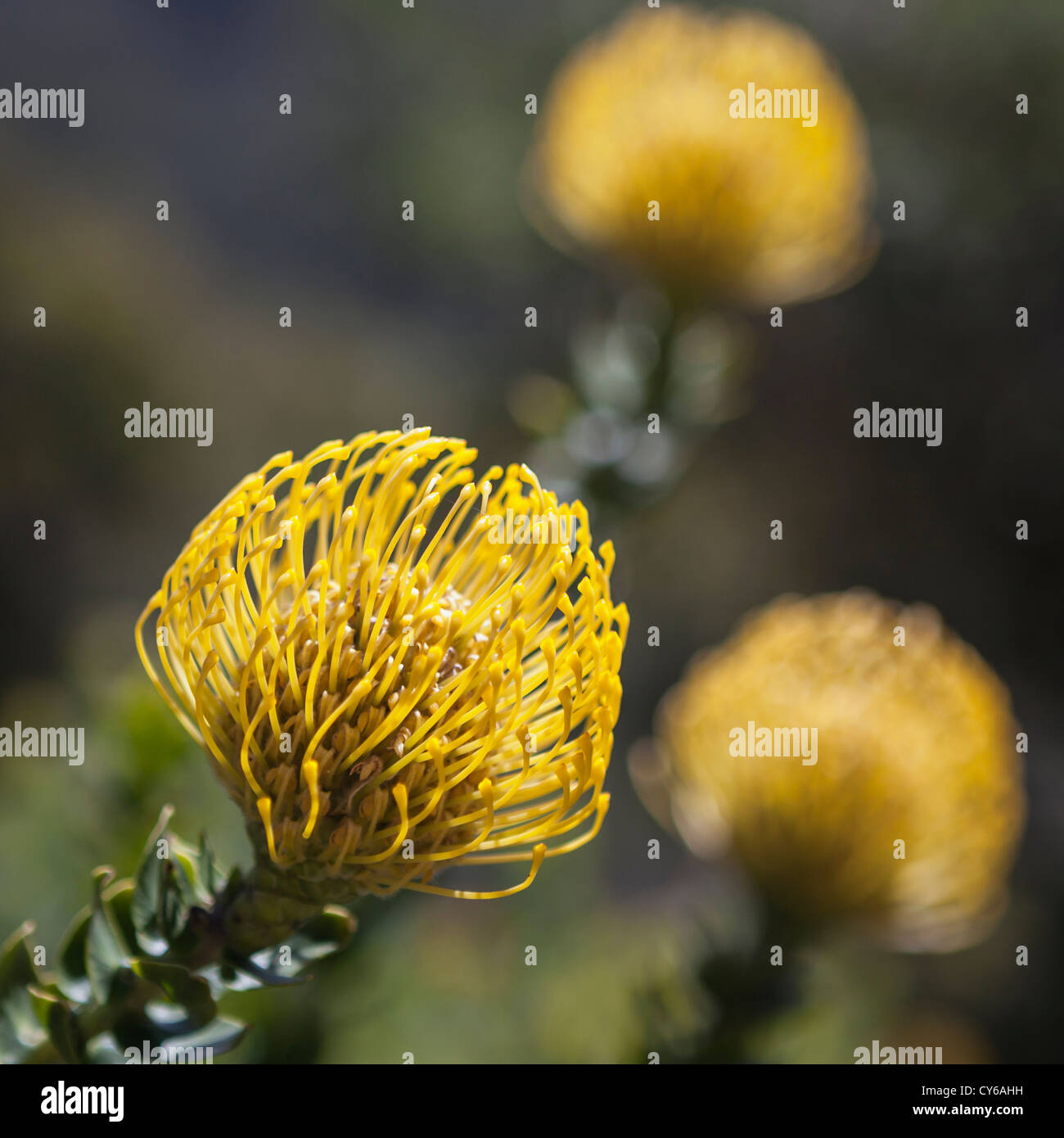 Yellow protea hi-res stock photography and images - Alamy