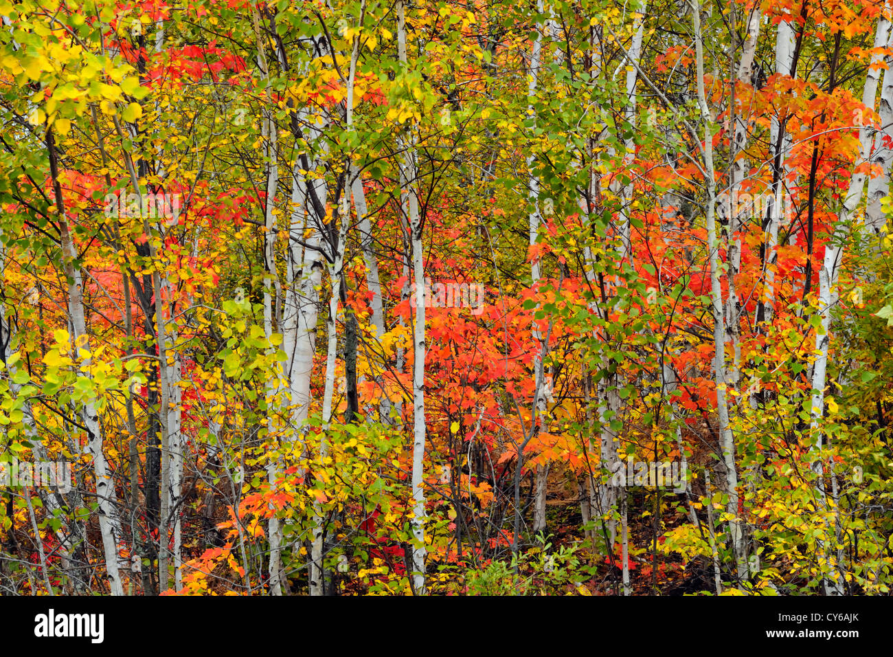 Birch and maple trees with fall colour, Greater Sudbury, Ontario ...