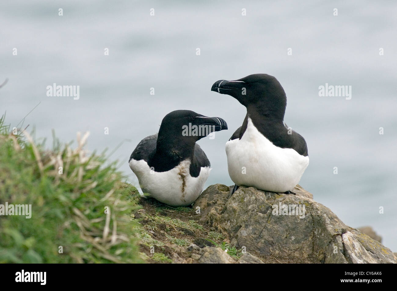Razorbill (Alea torda Stock Photo - Alamy