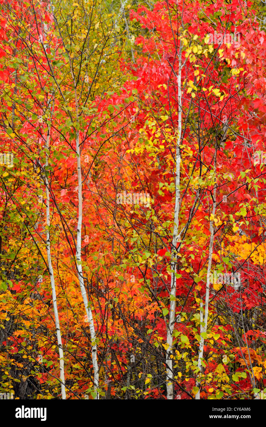 Birch and maple trees with fall colour, Greater Sudbury, Ontario ...