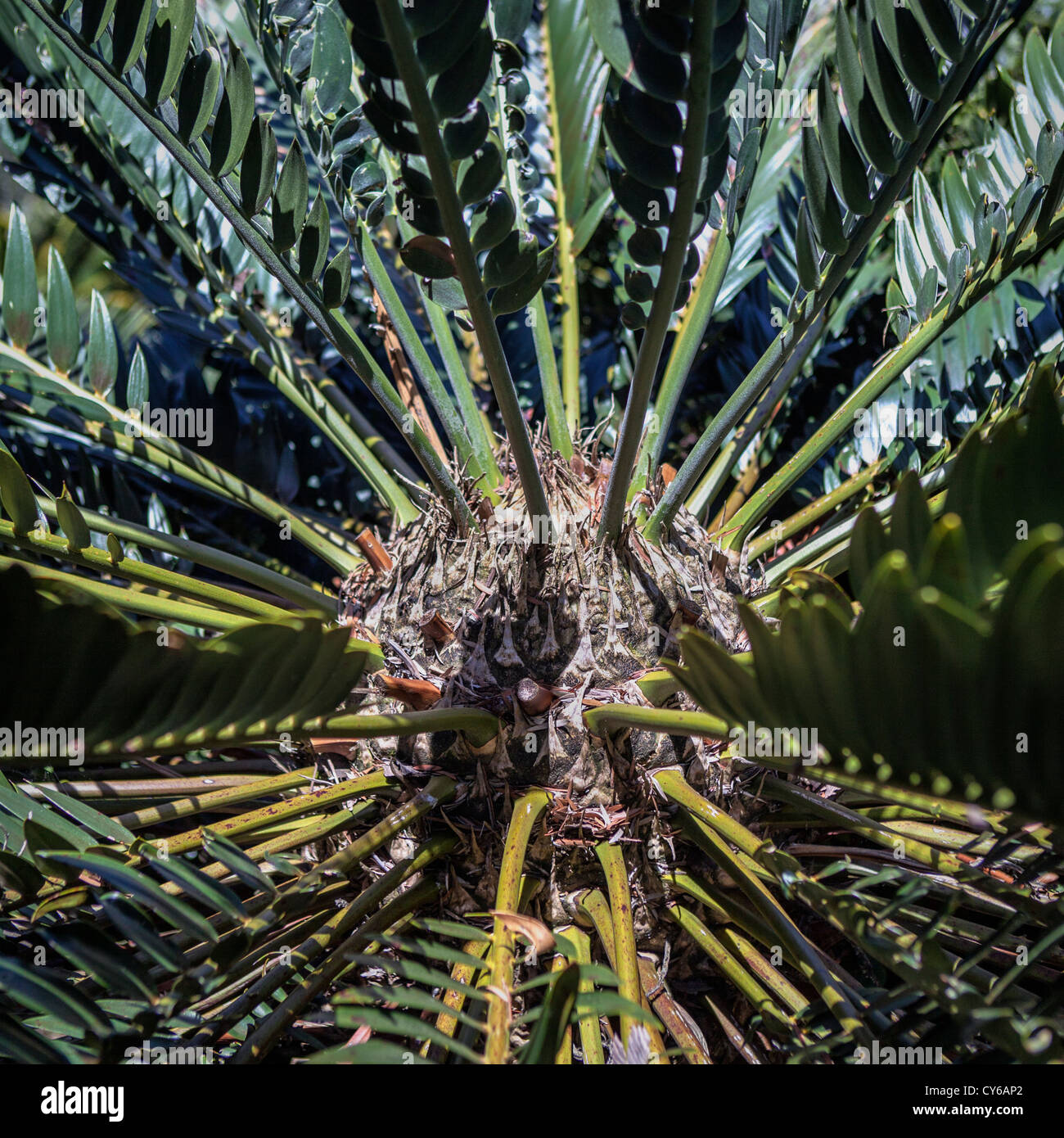 Cycad fossil hi-res stock photography and images - Alamy