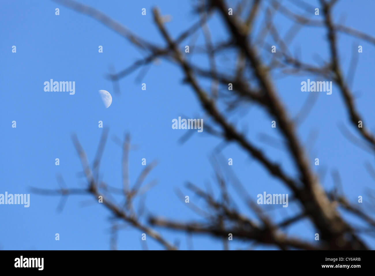 Half moon and a blurry dead pine at foreground Stock Photo - Alamy