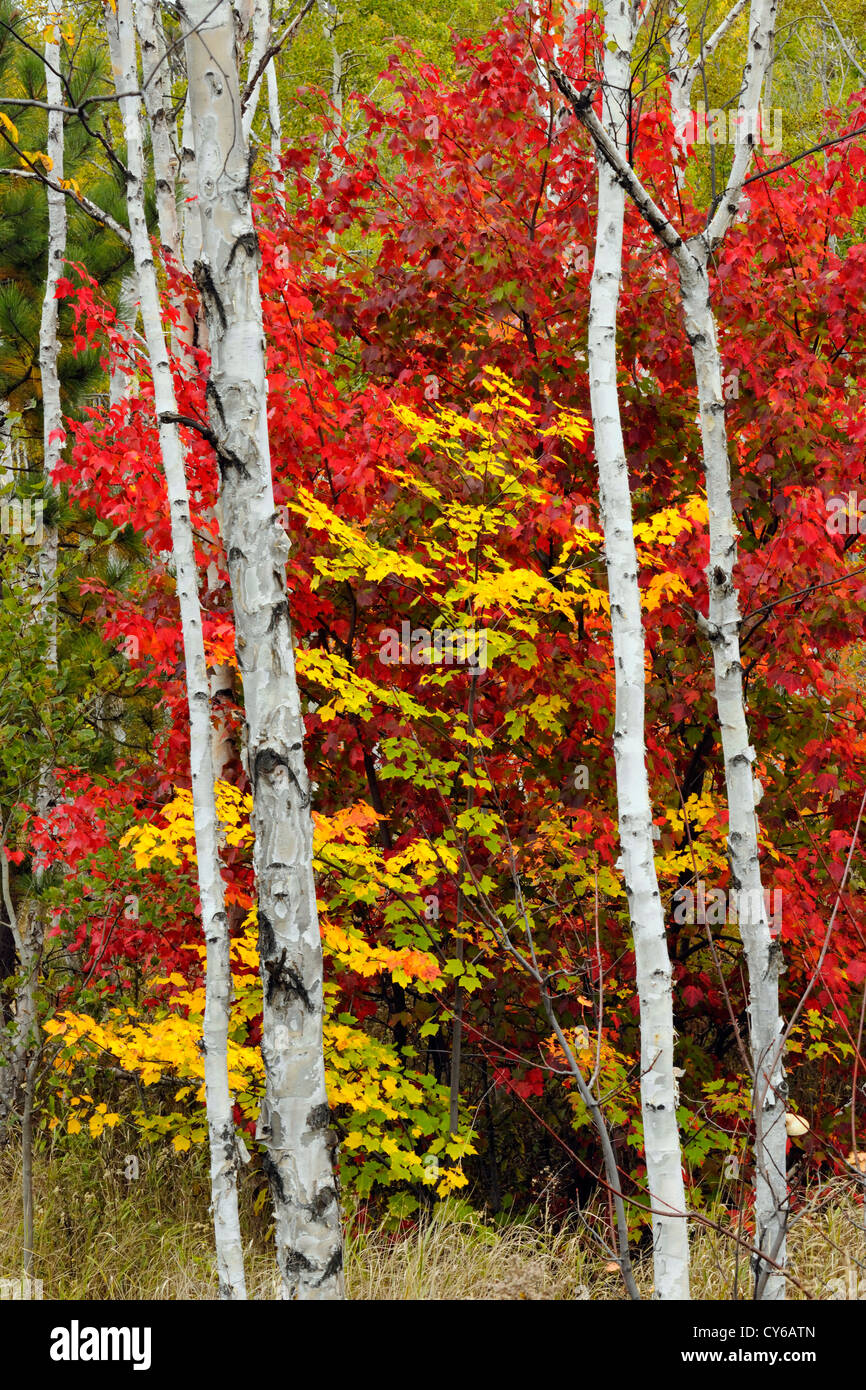 Broadleaves tree hi-res stock photography and images - Alamy
