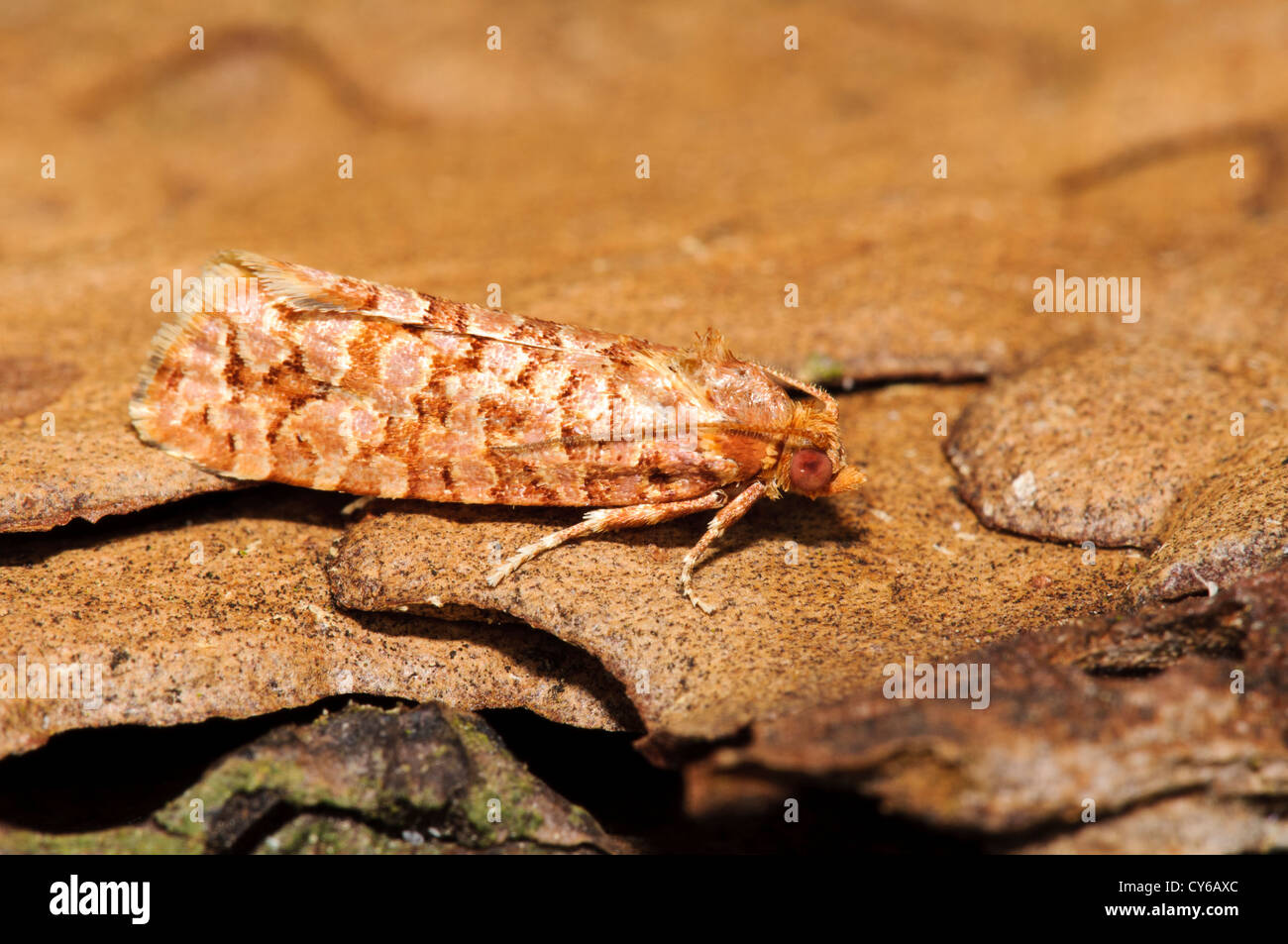 An orange pine tortrix (Lozotaeniodes formosanus) resting on pine bark ...