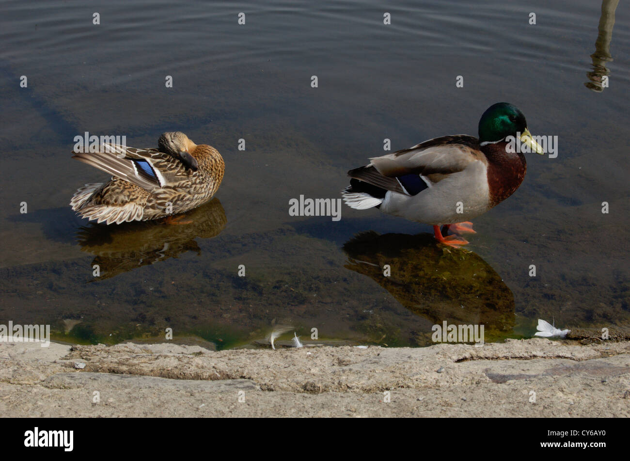 Ducks on Hogganfield Loch in Glasgow, Scotland Stock Photo - Alamy