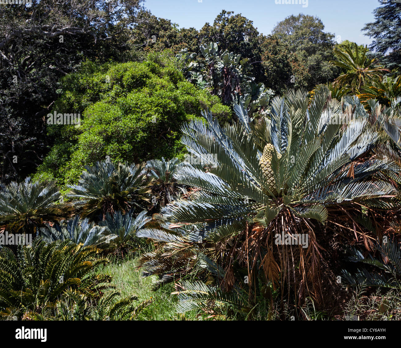 A collection of southern African cycads, Encephalartos species at ...