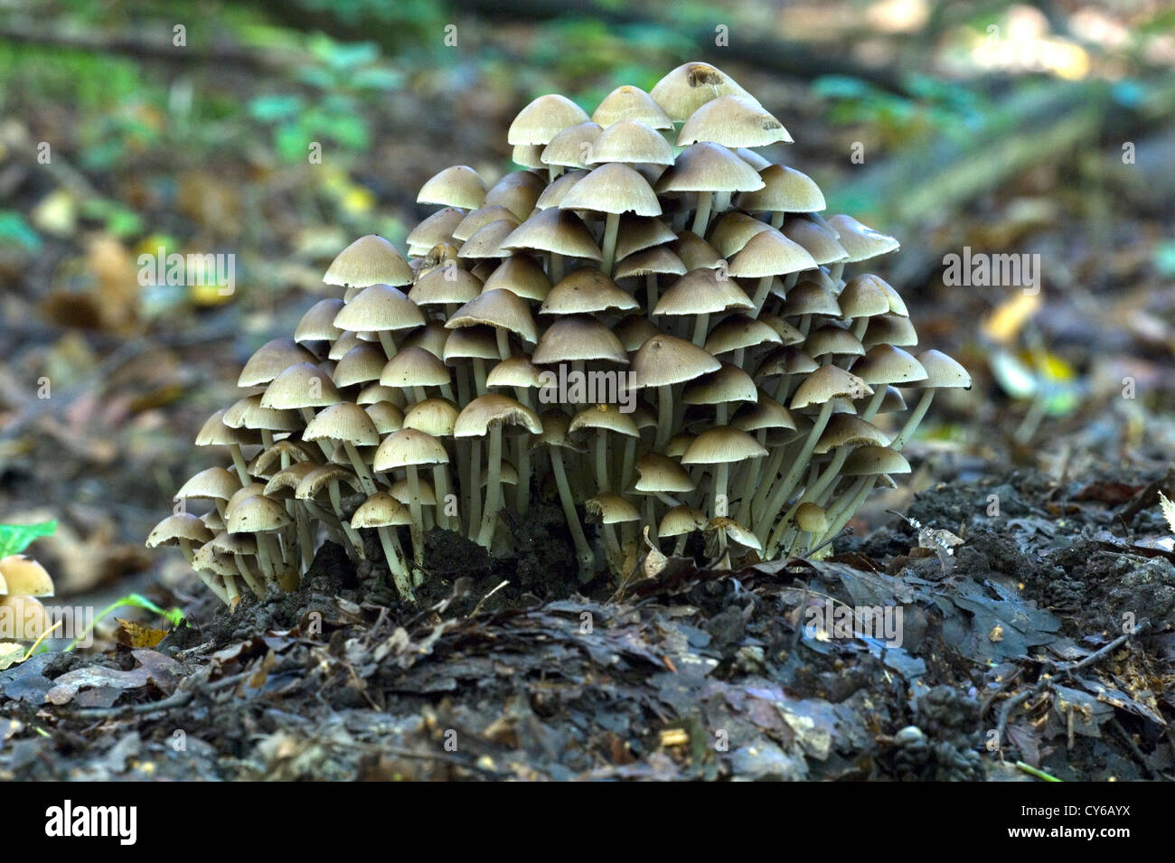 Fungus mushroom toadstool mycena hi-res stock photography and images ...