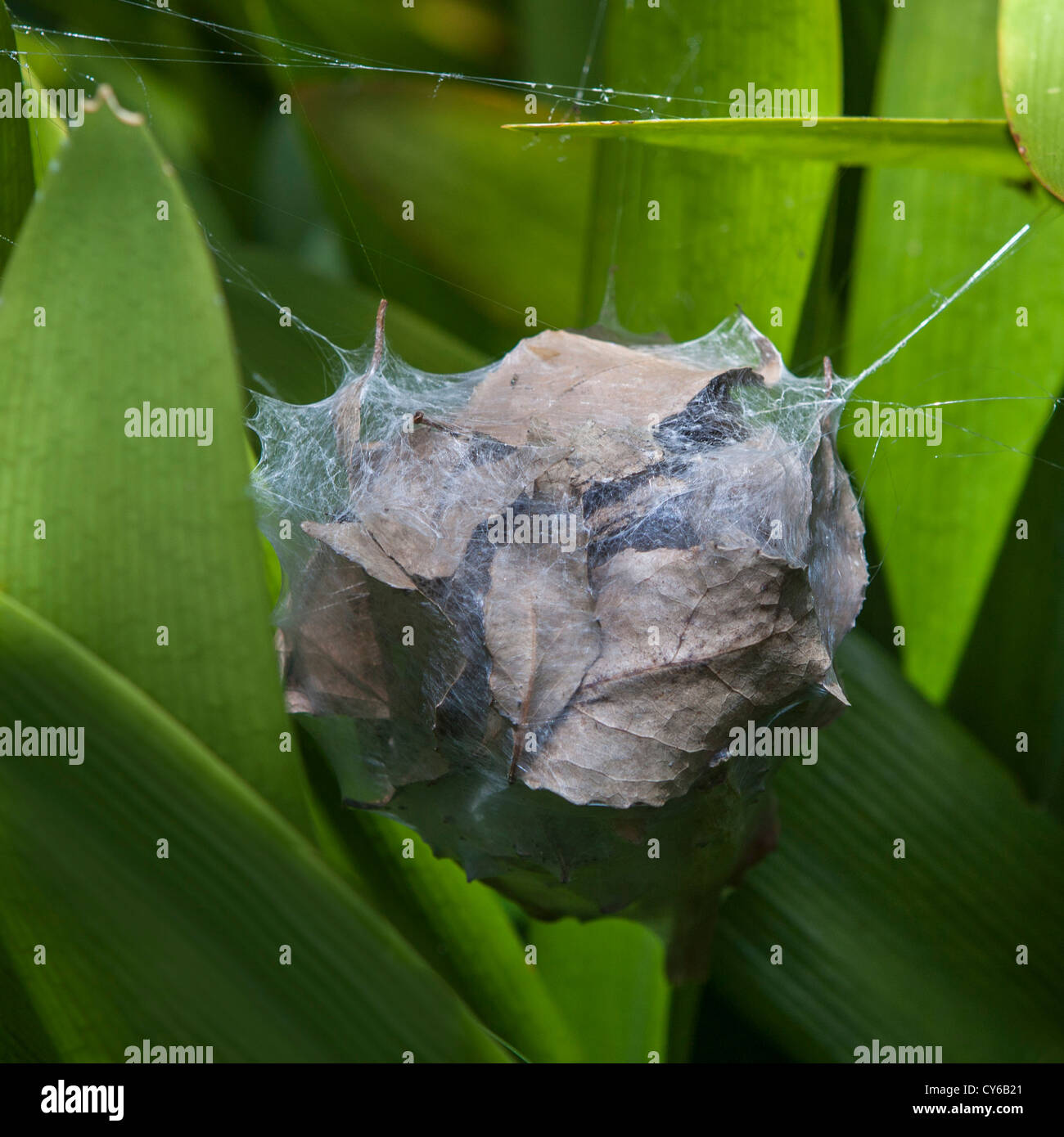 Egg Sac of the Rain Spider (Palystes castane) at Kirstenbosch Gardens ...