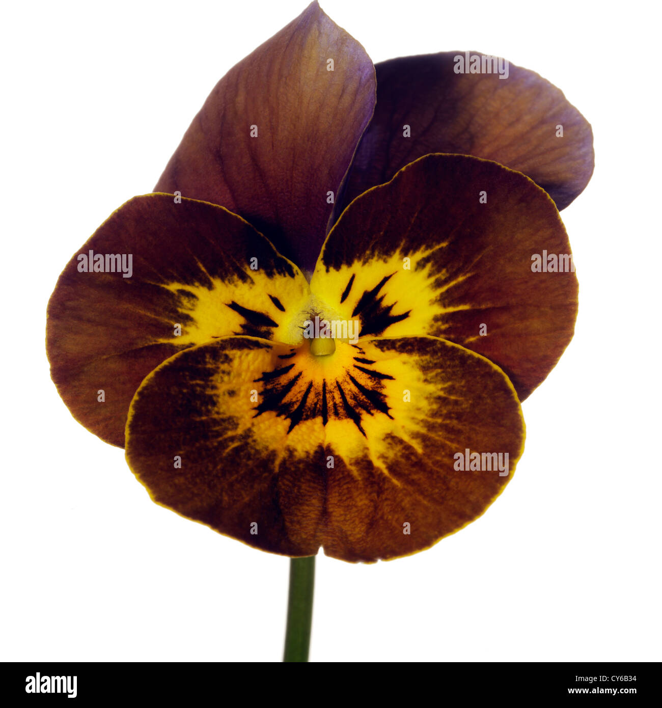 Viola - Honey Bee Stock Photo - Alamy