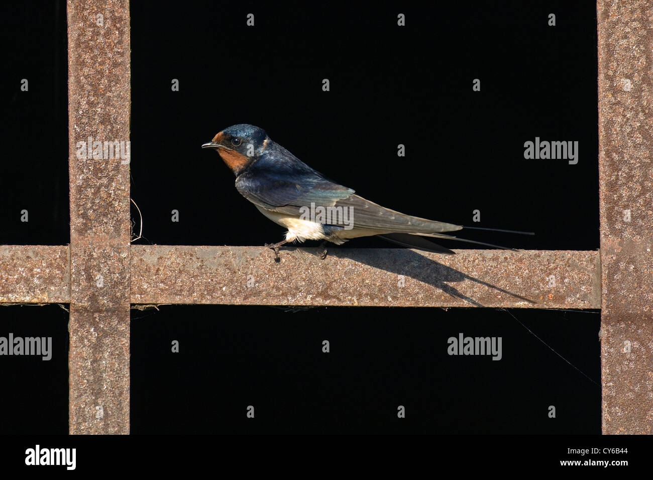 Barn Swallow Uk High Resolution Stock Photography and Images - Alamy