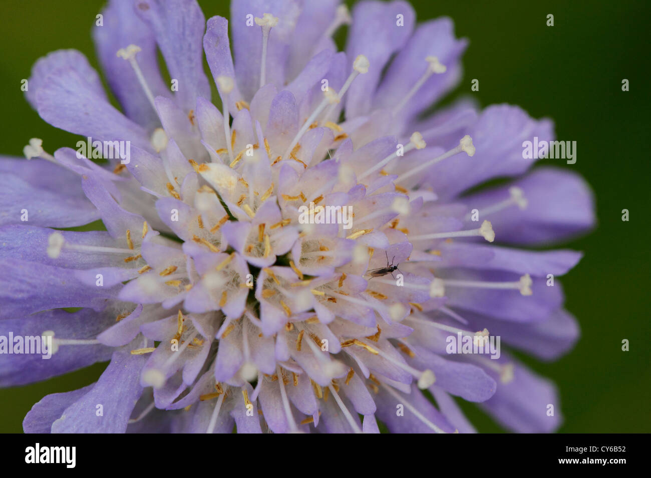 small scabious flower scabiosa columbaria, a perennial wild flower ...