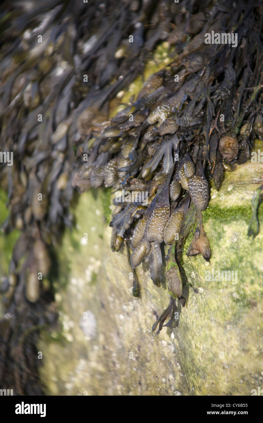Seaweed on rock at Bognor Regis beach Stock Photo - Alamy