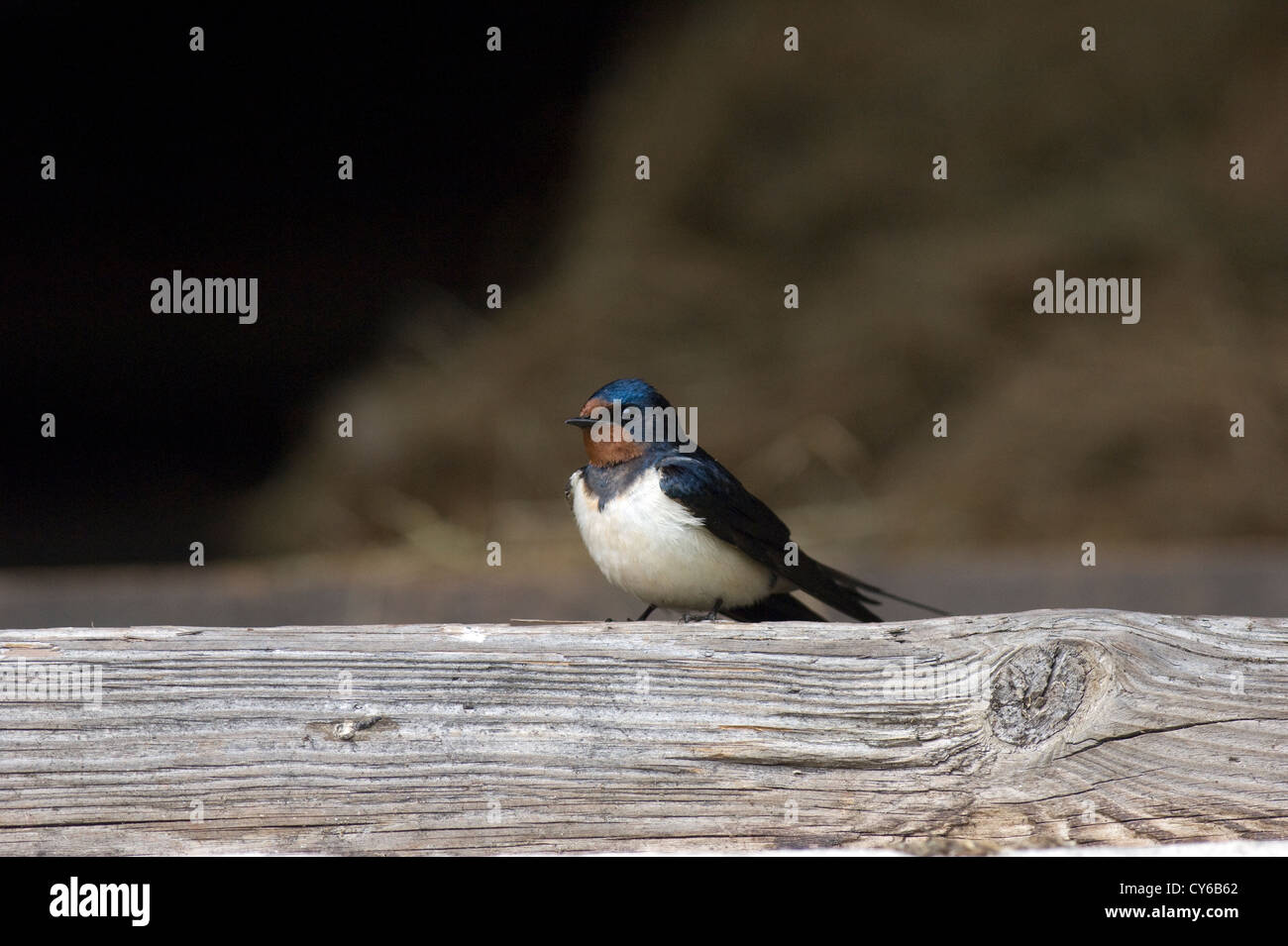 Barn swallow (Hirundo rustica Stock Photo - Alamy