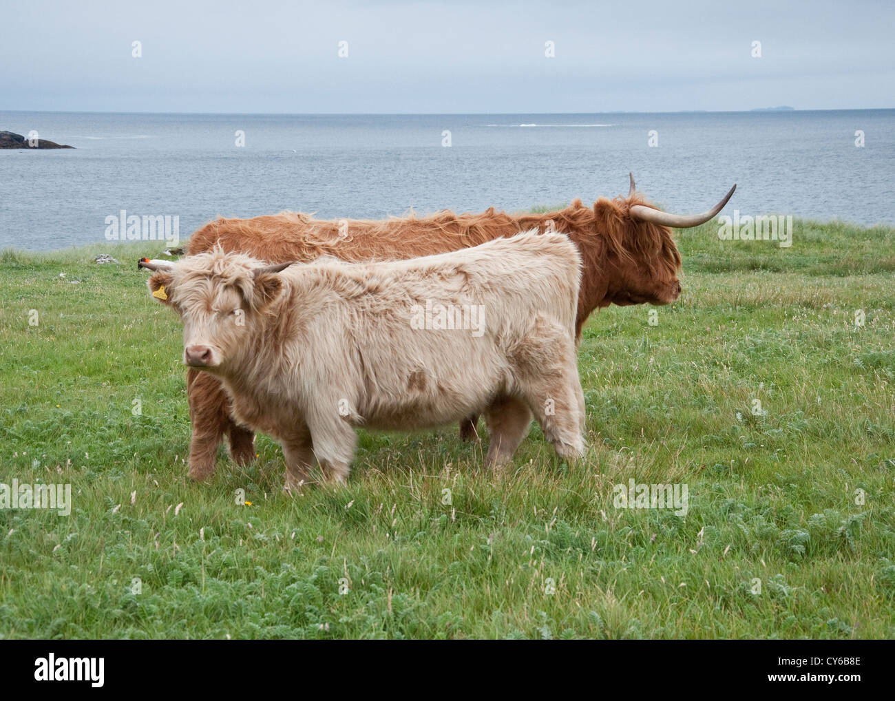Highland Cow. Isle of Lewis. Outer Hebrides, Scotland Stock Photo - Alamy