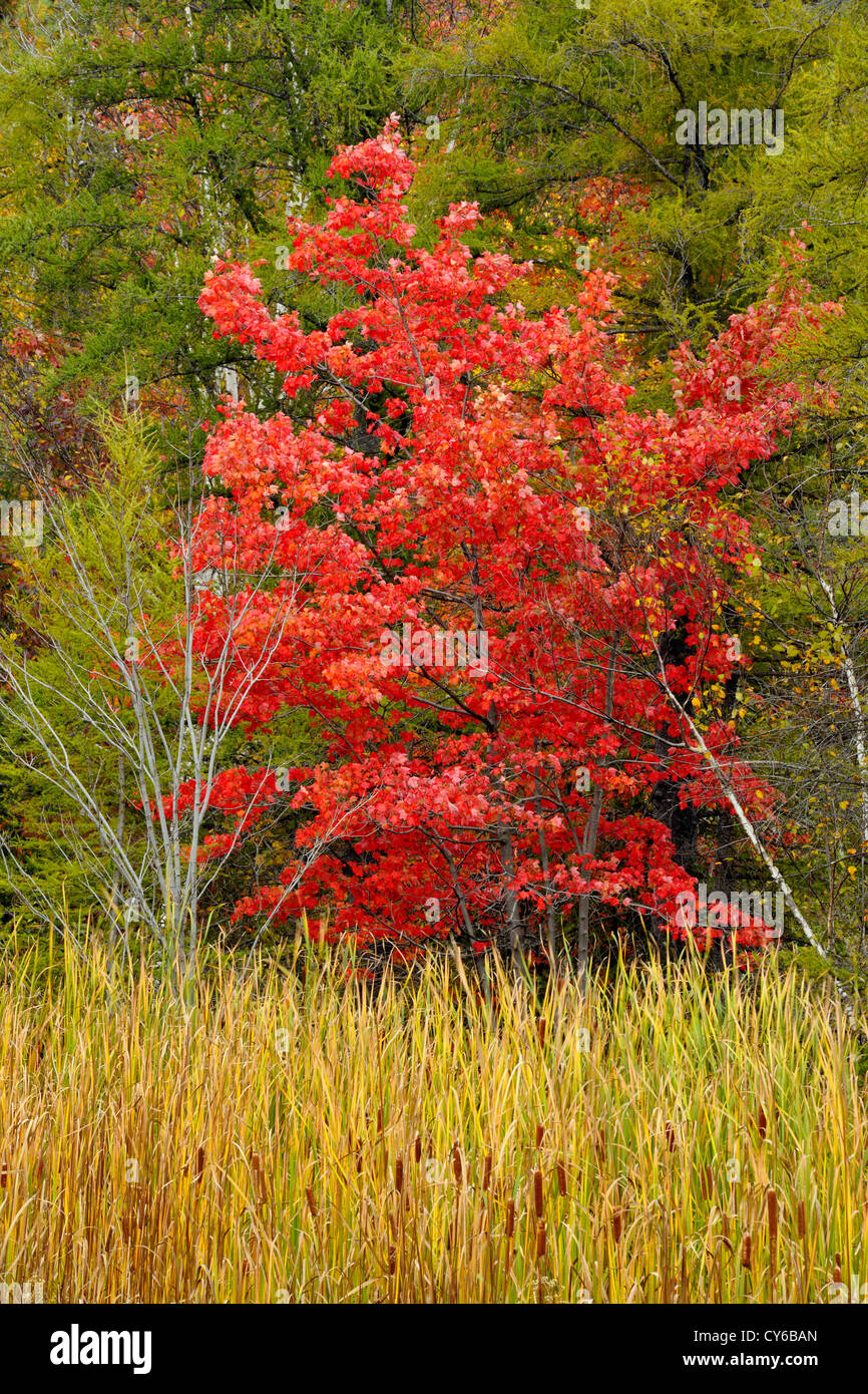 Fall cattails hi-res stock photography and images - Alamy