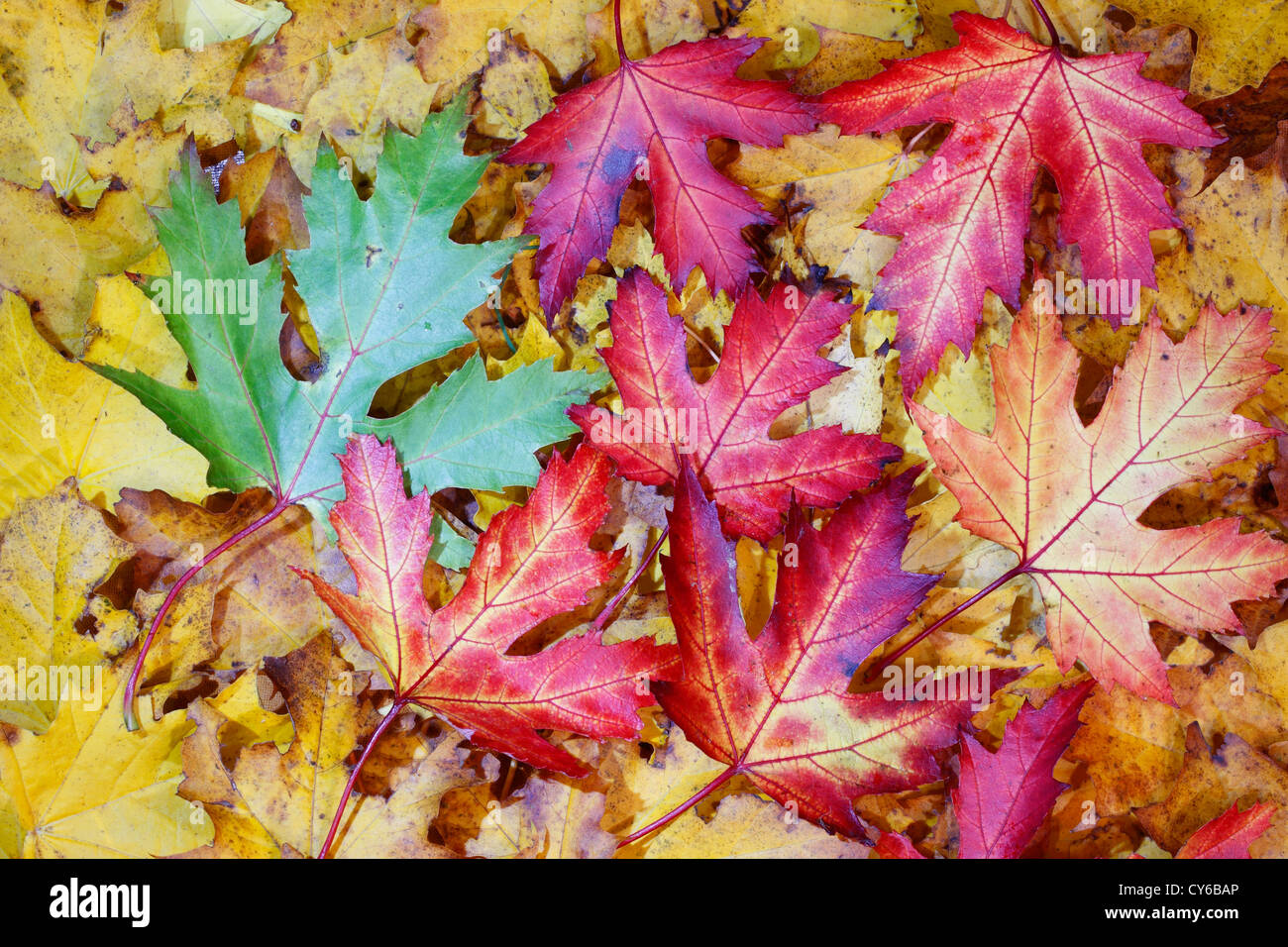Green leaves with red edges hi-res stock photography and images - Alamy