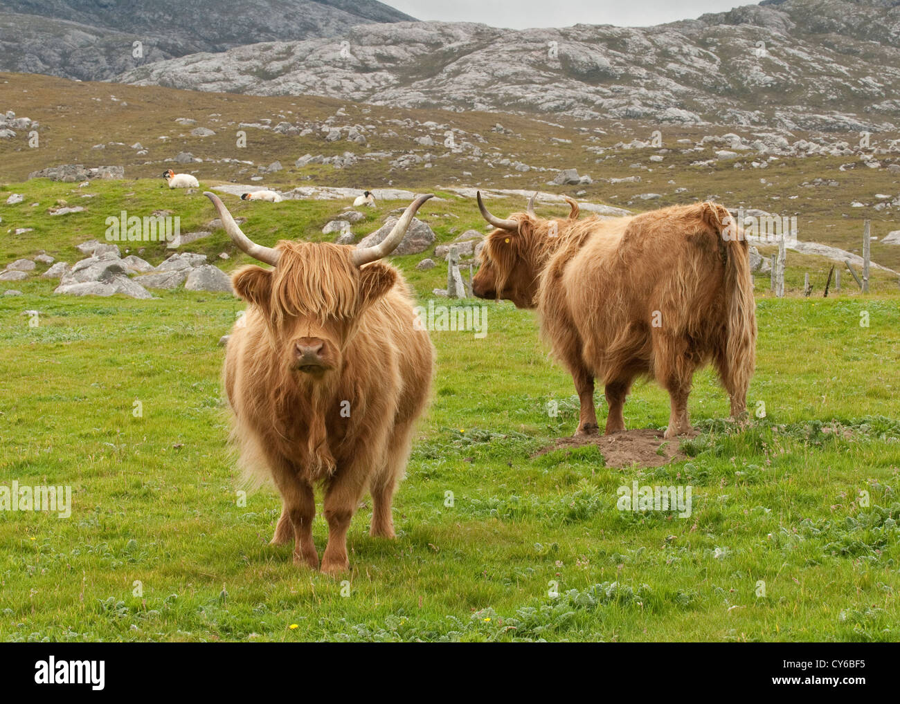 Highland Cow. Isle of Lewis. Outer Hebrides, Scotland Stock Photo - Alamy