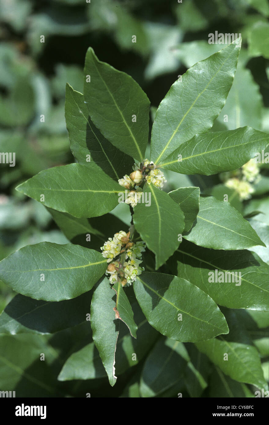 Laurus nobilis in flower hi-res stock photography and images - Alamy