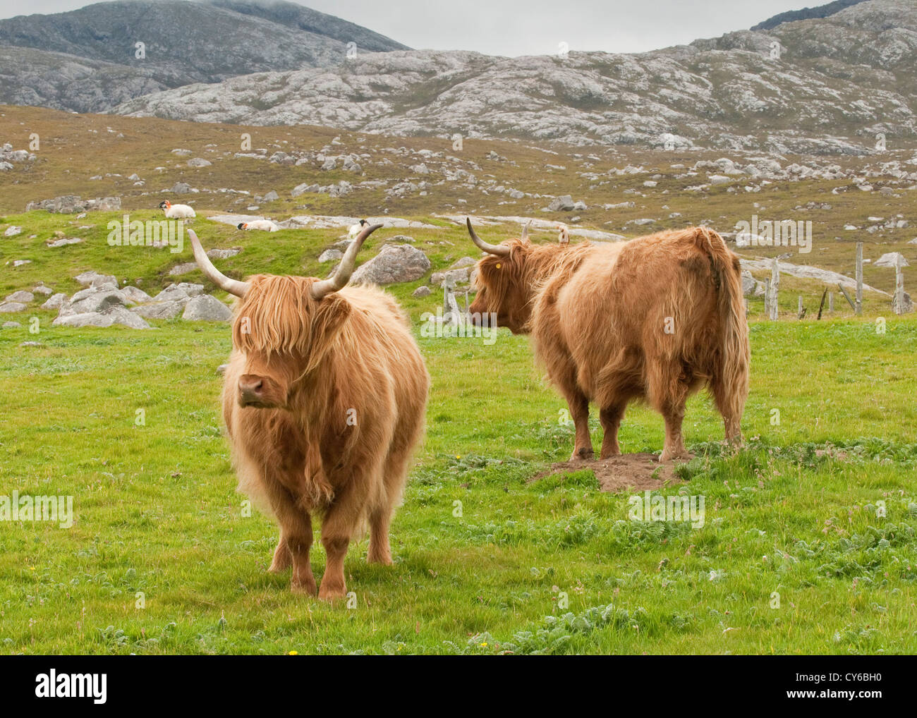 Highland Cow. Isle of Lewis. Outer Hebrides, Scotland Stock Photo - Alamy