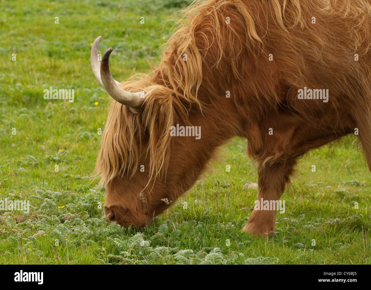 Cow with short horns hi-res stock photography and images - Alamy