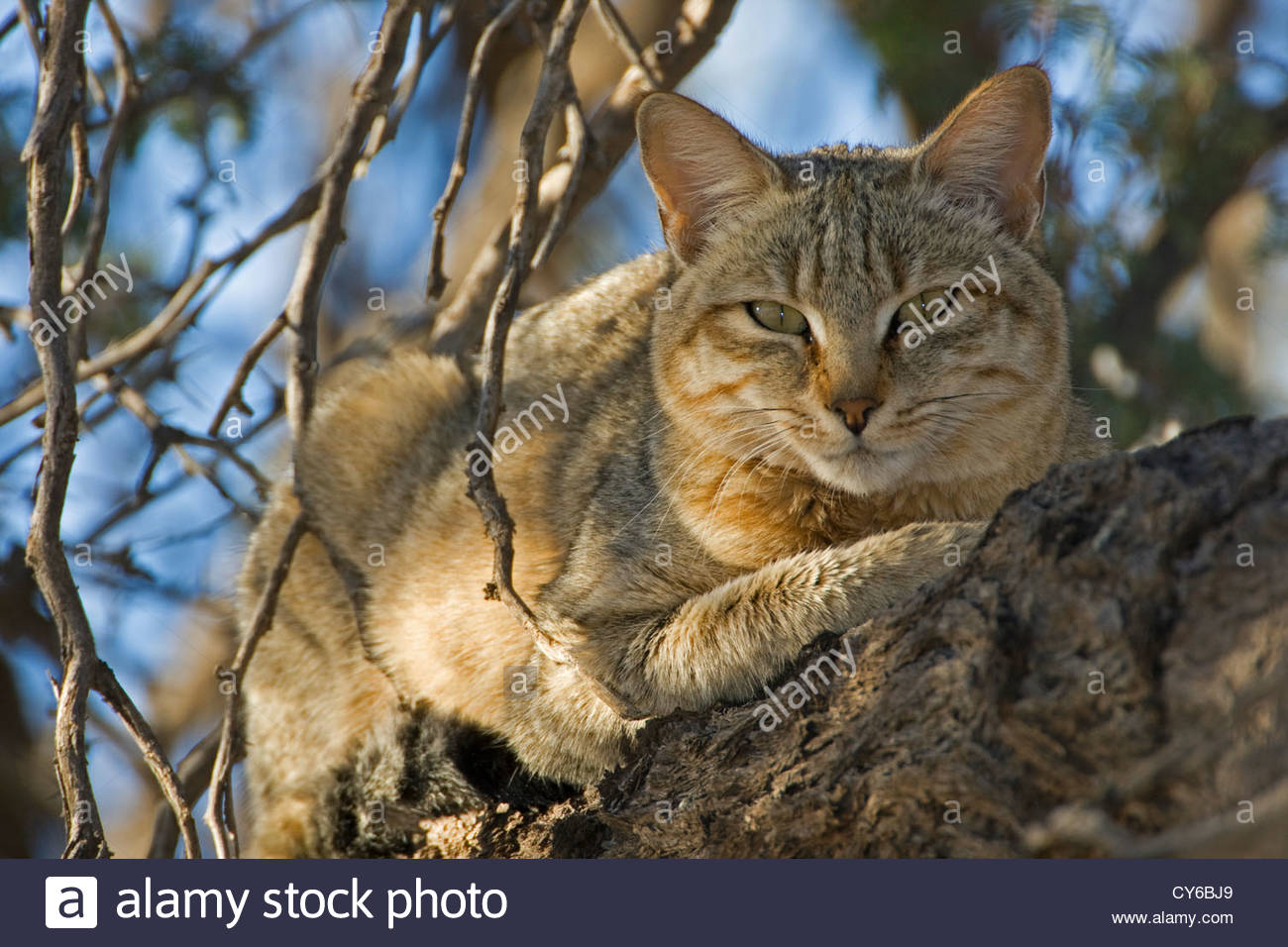 African Wildcat Desert Cat Felis High Resolution Stock Photography and ...