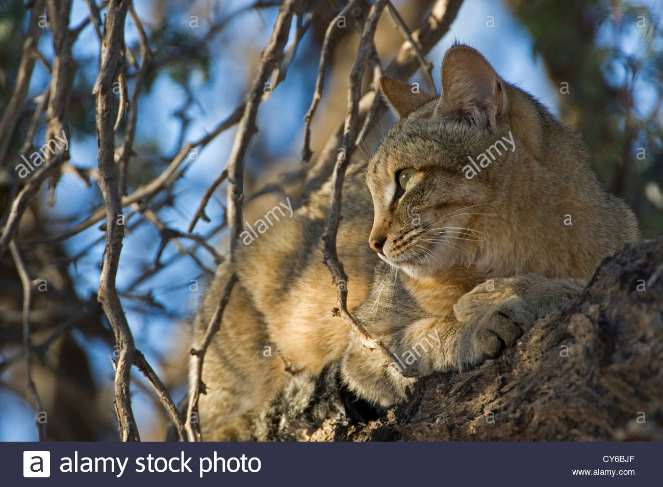 African Wildcat Desert Cat Felis High Resolution Stock Photography and ...