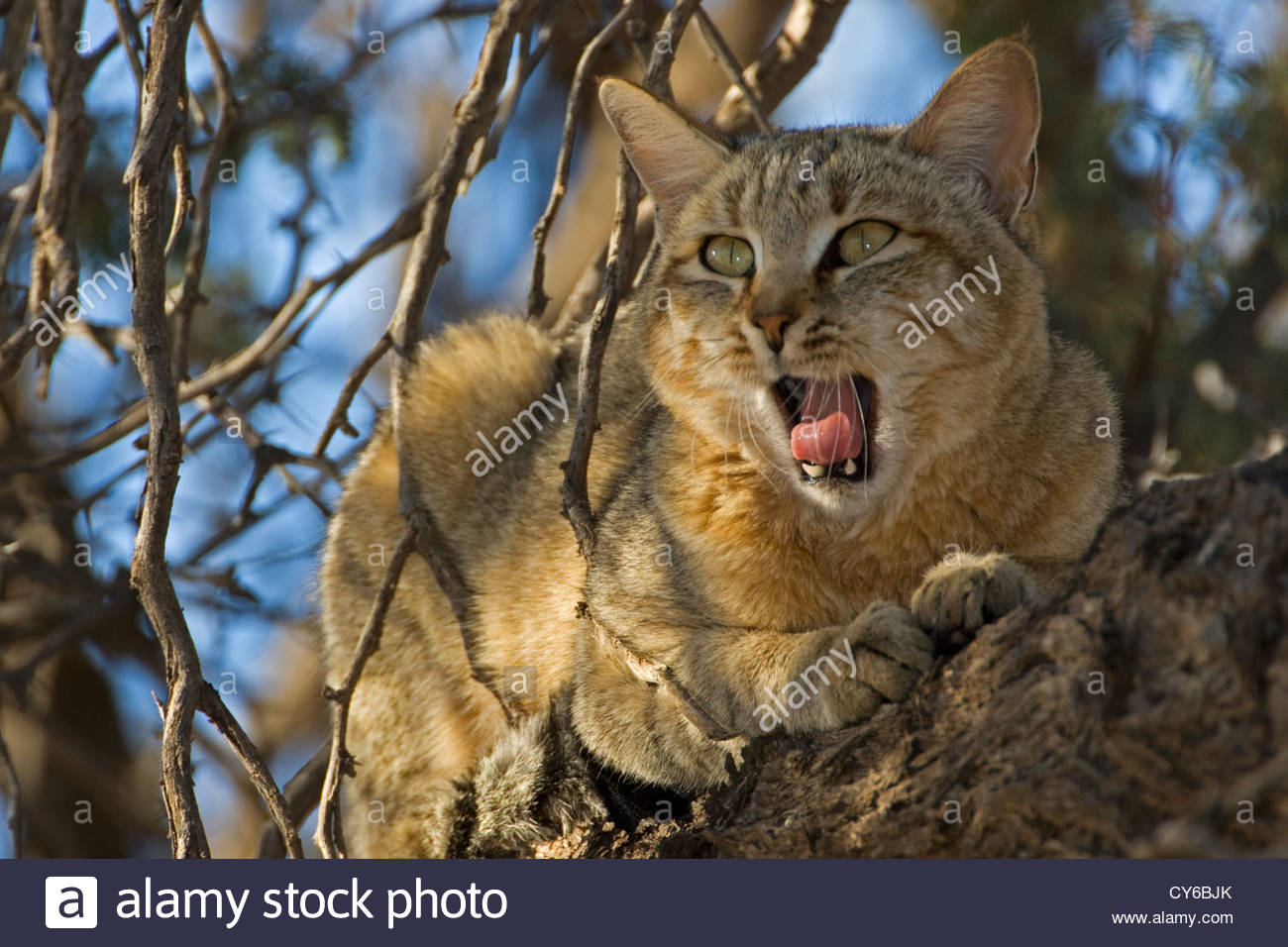 African Wildcat Desert Cat Felis High Resolution Stock Photography and ...