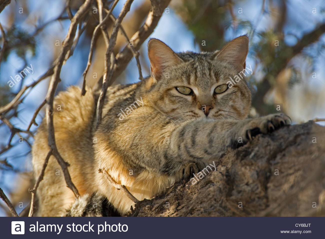 African Wildcat Not Lion Not Leopard High Resolution Stock Photography ...