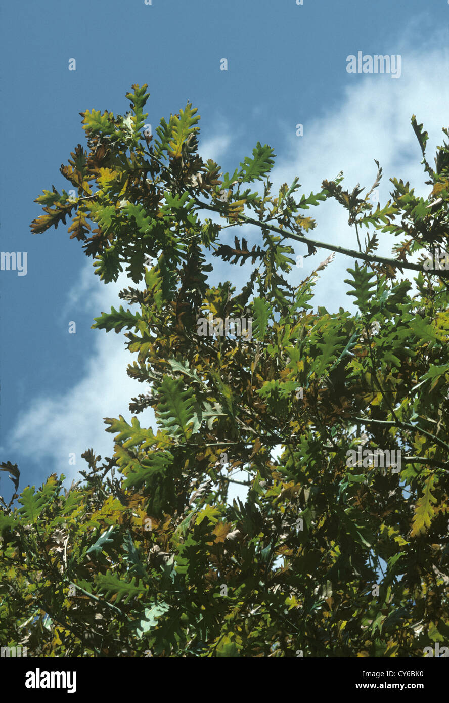 Hungarian Oak Quercus frainetto (Fagaceae Stock Photo - Alamy