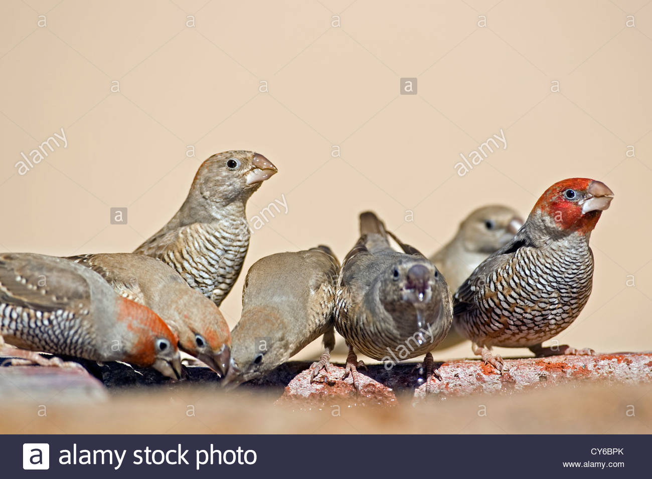 Paradise Finch High Resolution Stock Photography and Images - Alamy