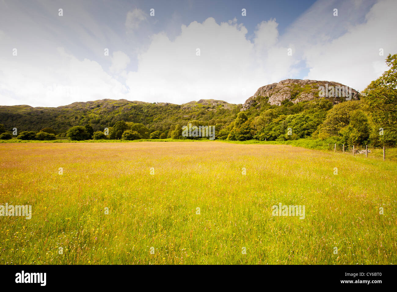 Traditional wildflower hay meadows in the Duddon Valley, Lake District ...