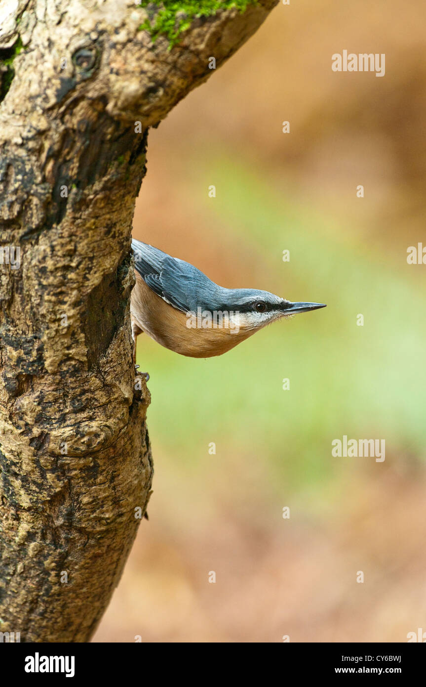 Eurasian nuthatch woodland hi-res stock photography and images - Alamy