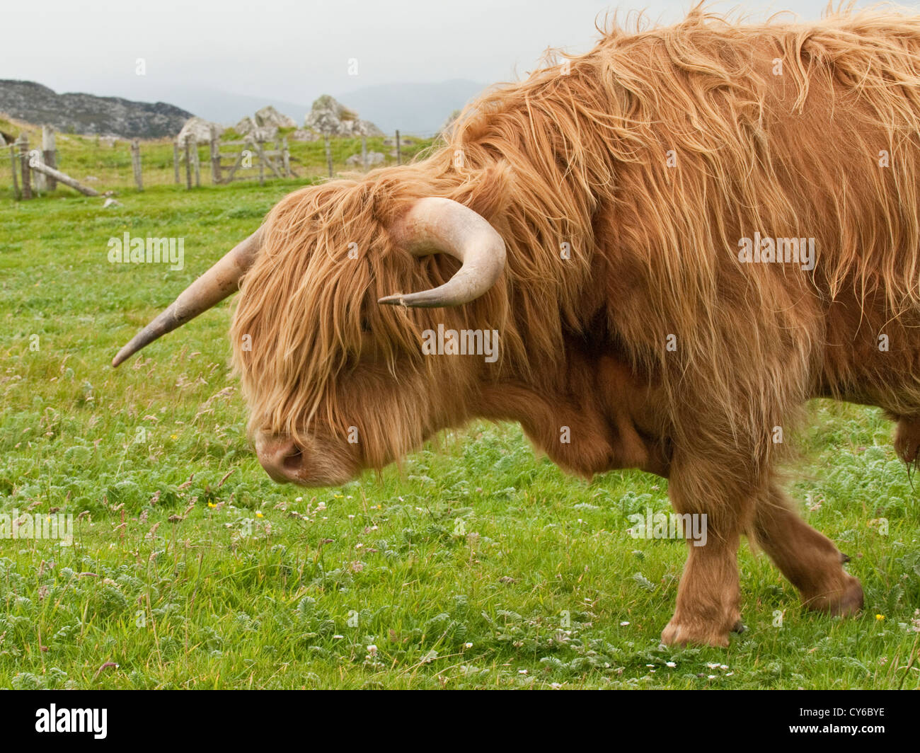 Highland Cow. Isle of Lewis. Outer Hebrides, Scotland Stock Photo - Alamy