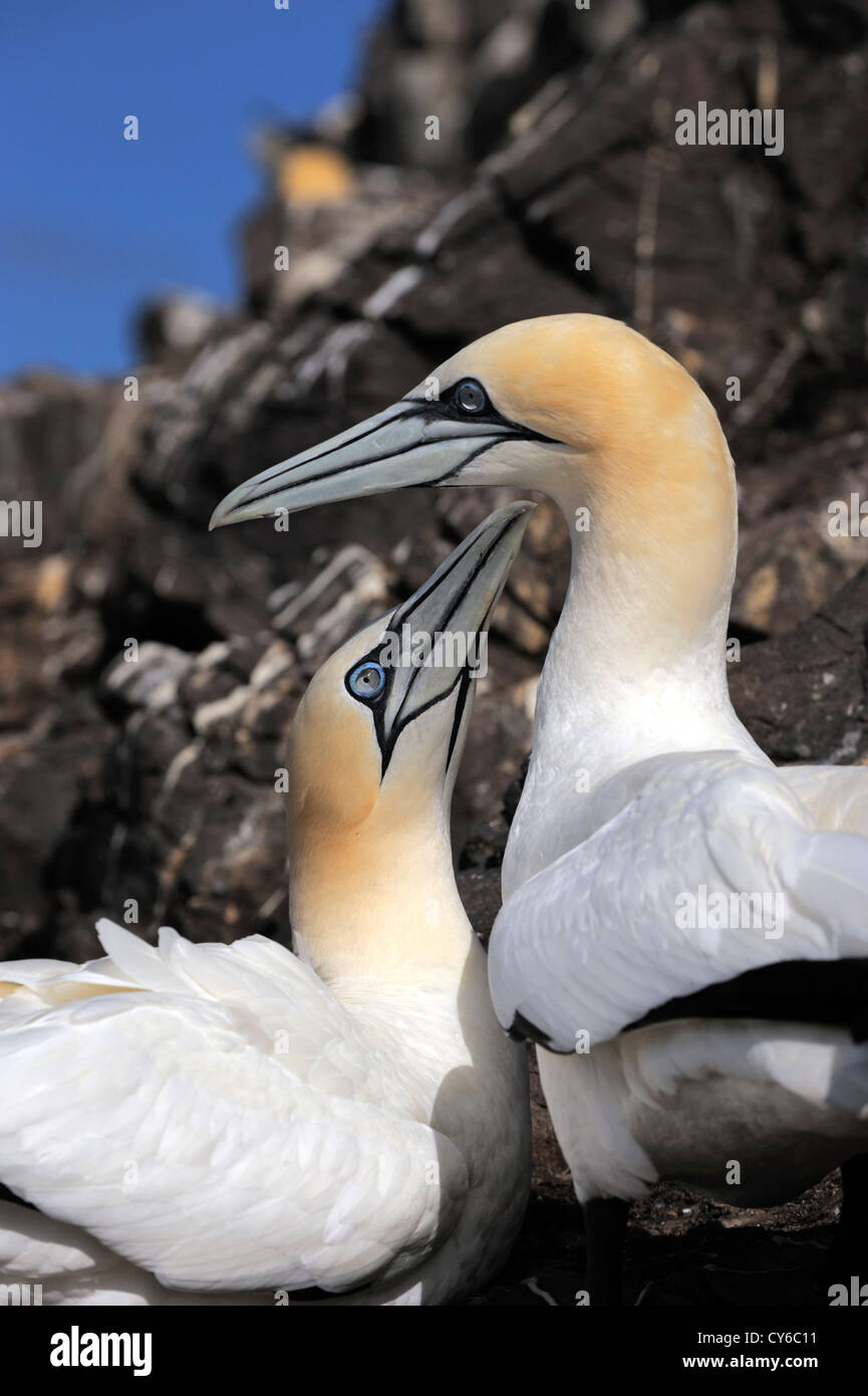Northern Gannet (Morus bassanus Stock Photo - Alamy